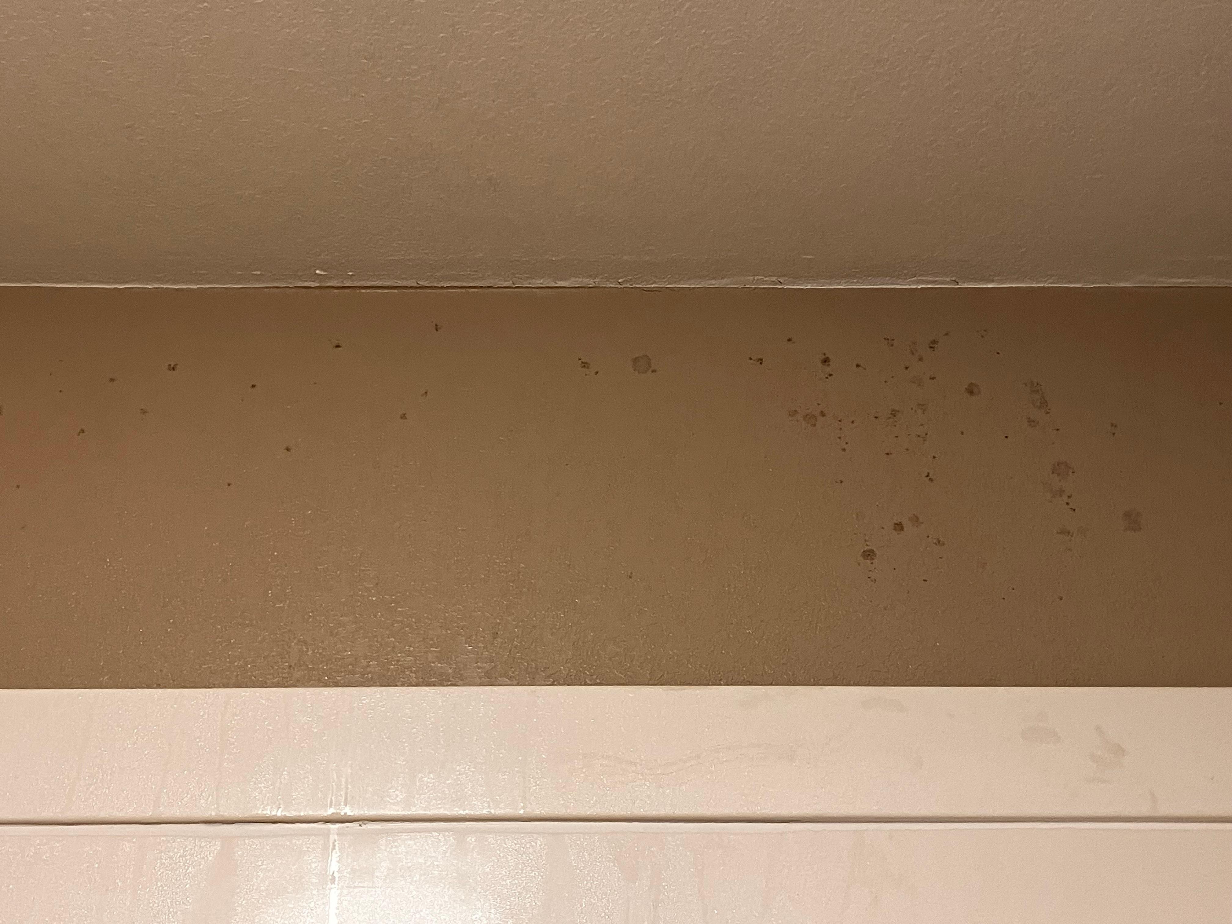 Mold above shower