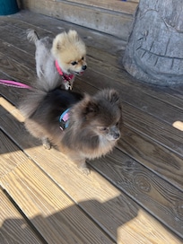 They’re also dog friendly which was a game changer!!