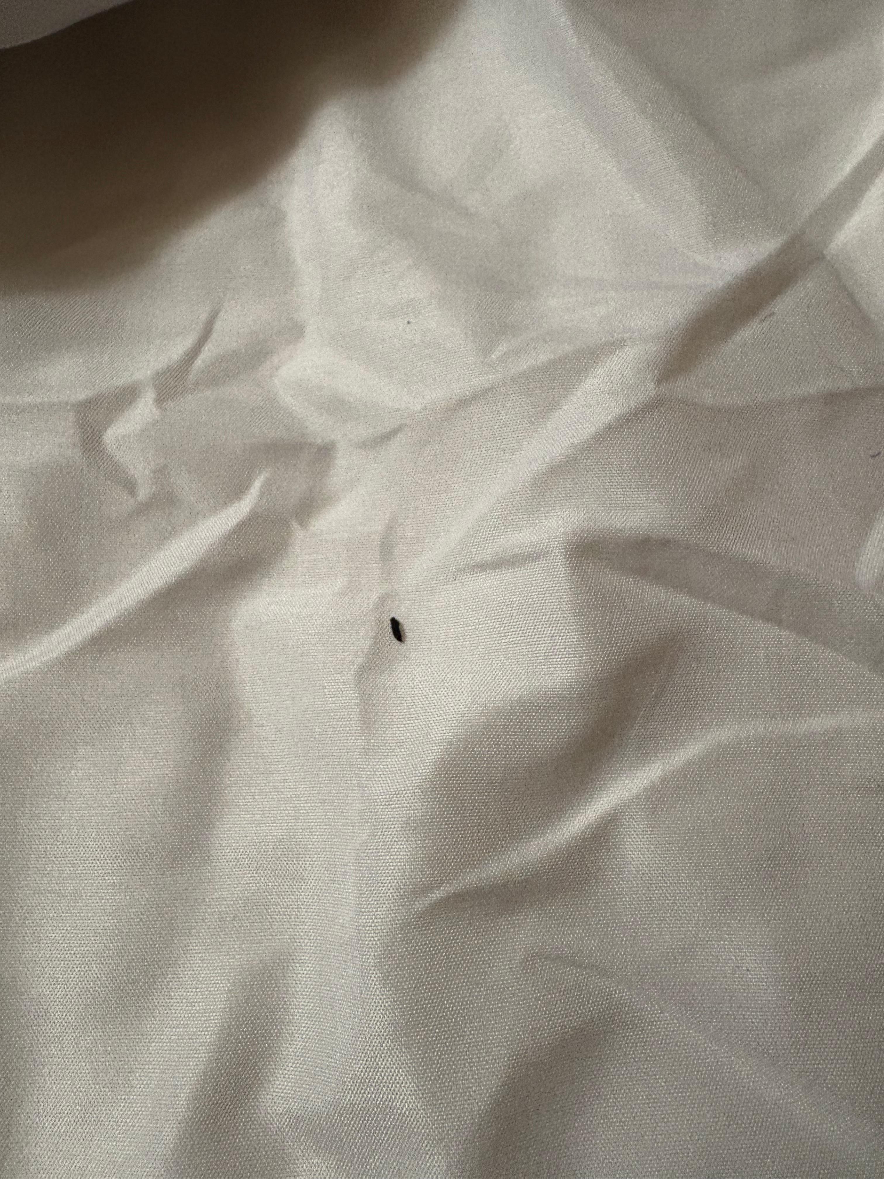 Mouse droppings IN MY BED