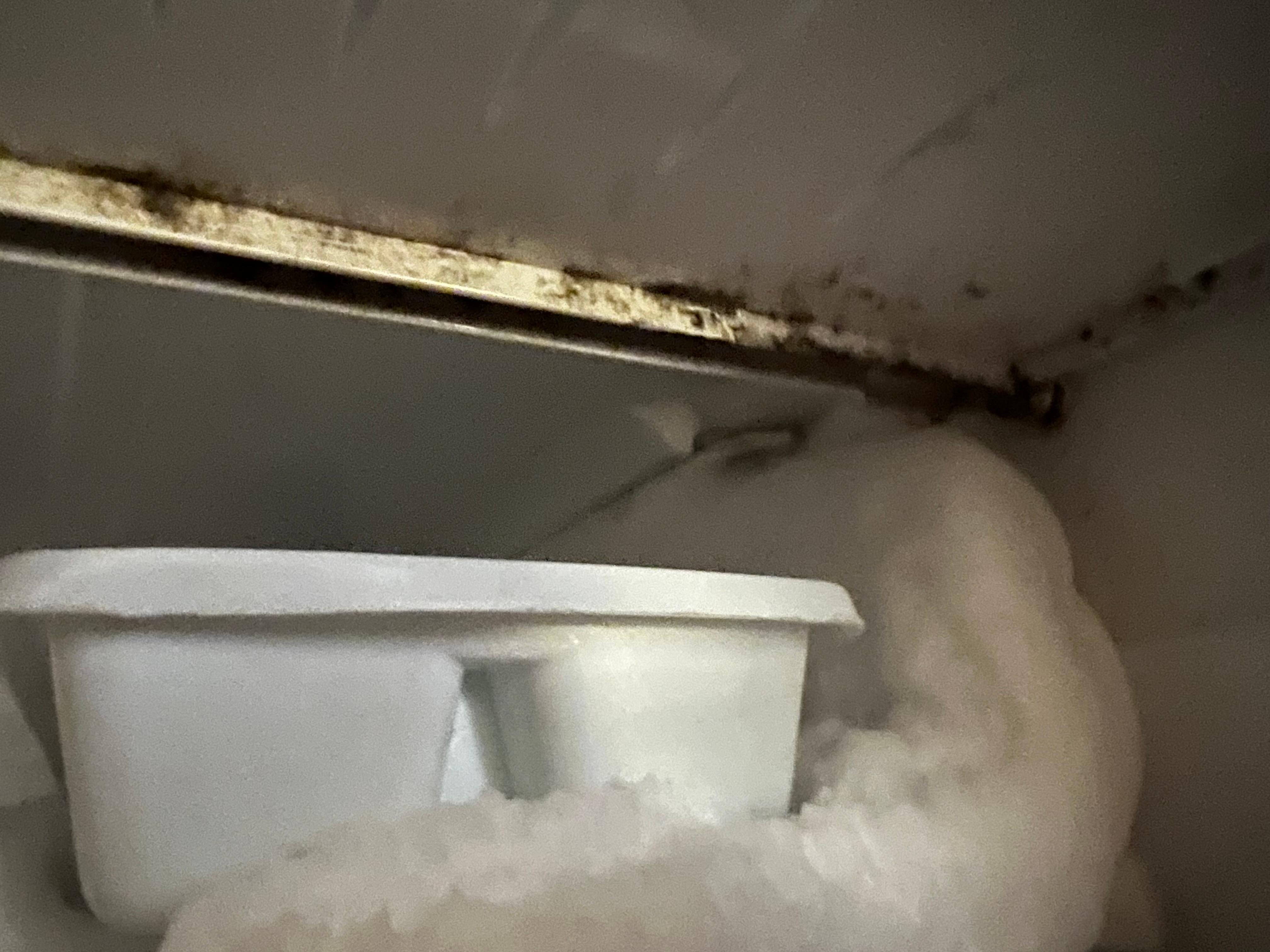 Mold in freezer