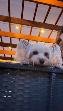 Cazebo alongside the pooo and gym area.