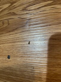 Cockroach near the restroom area