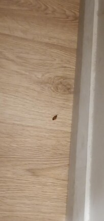 COCKROACH - 2