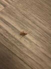 I was able to kill one -and these are those hard to get rid of roaches you can take home with you