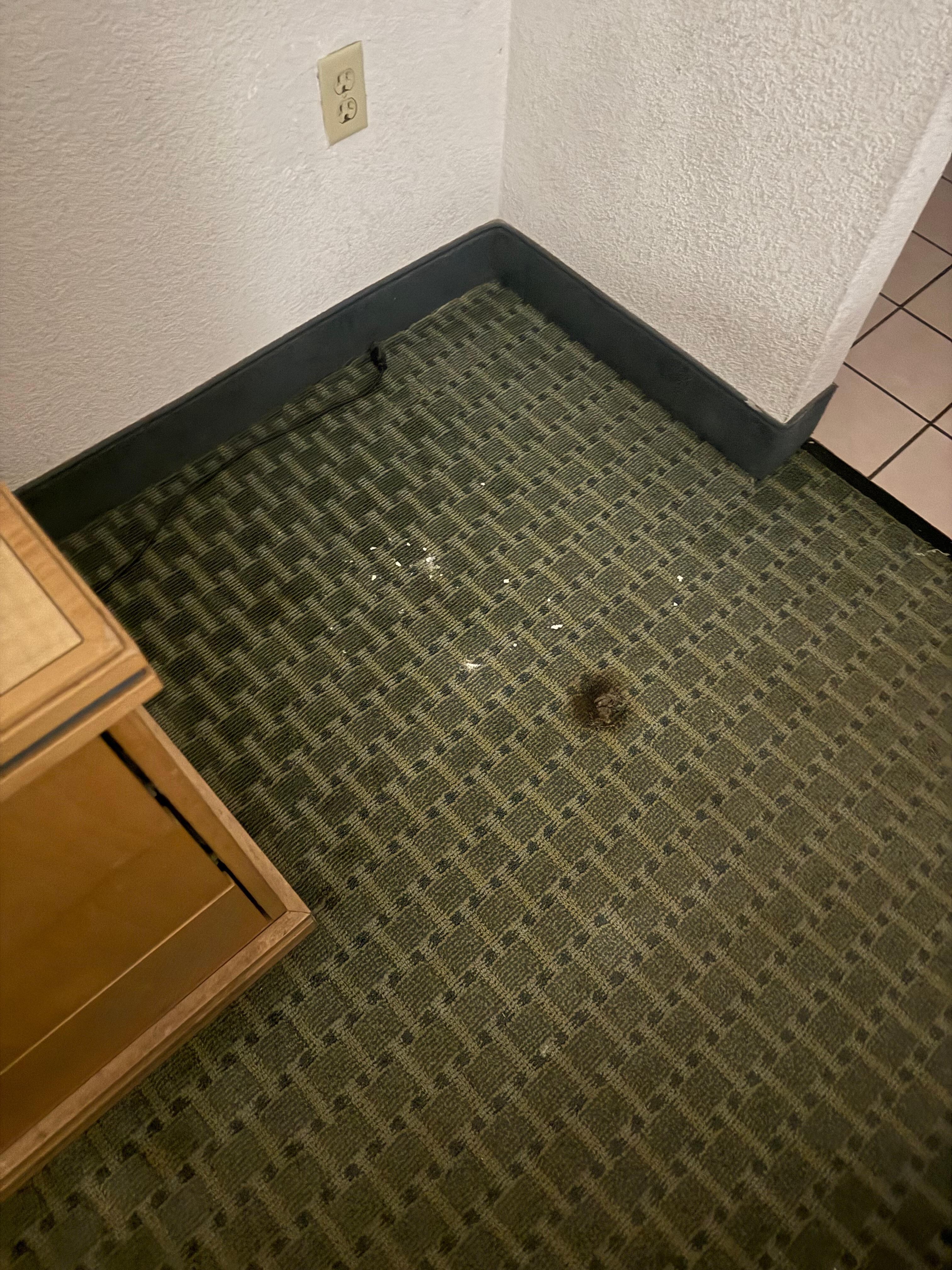 Mold coming through carpet