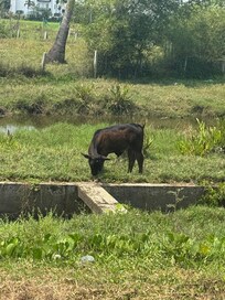 Lots of nature to look at as you explore the rice fields