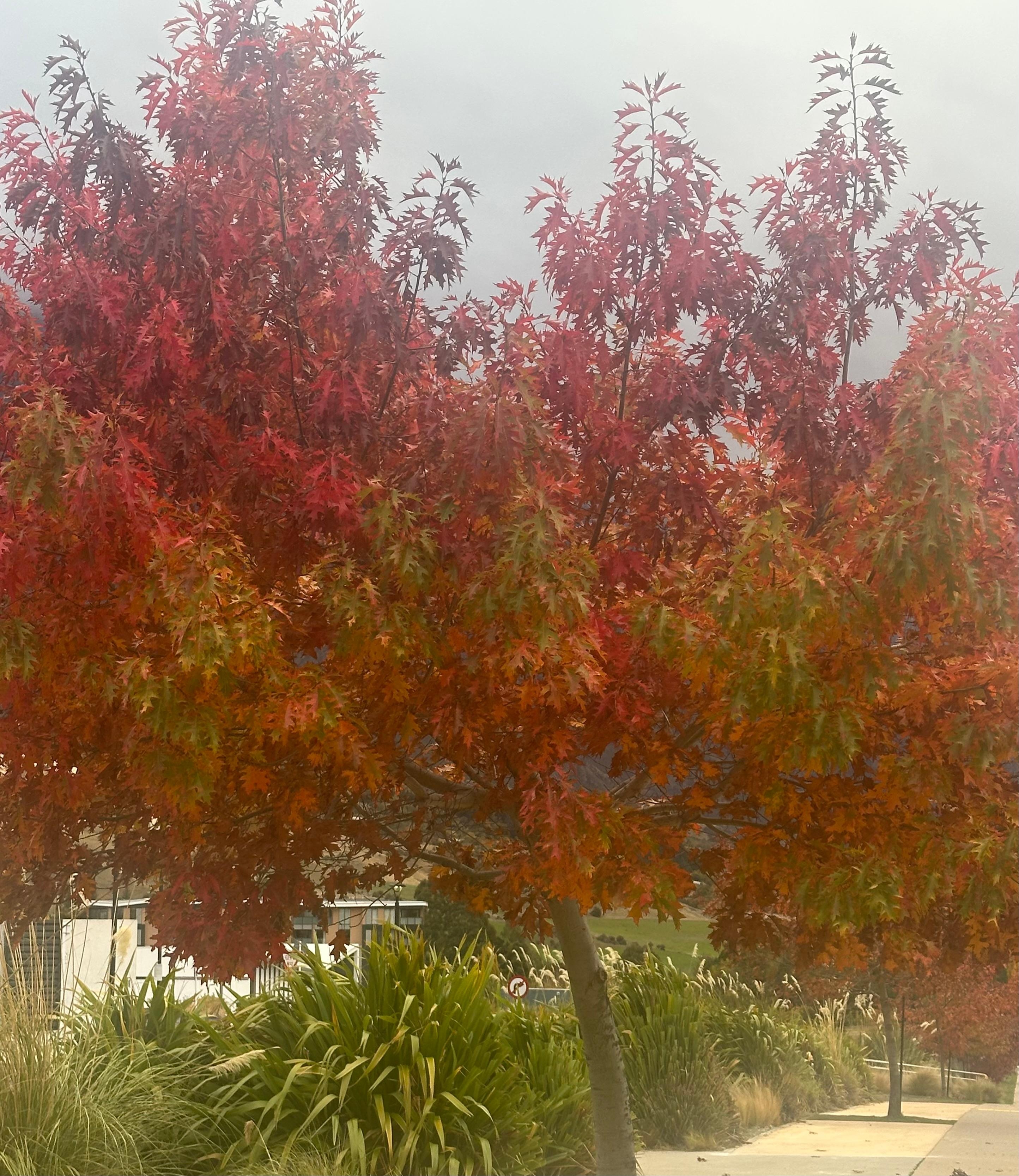 April in Queenstown 