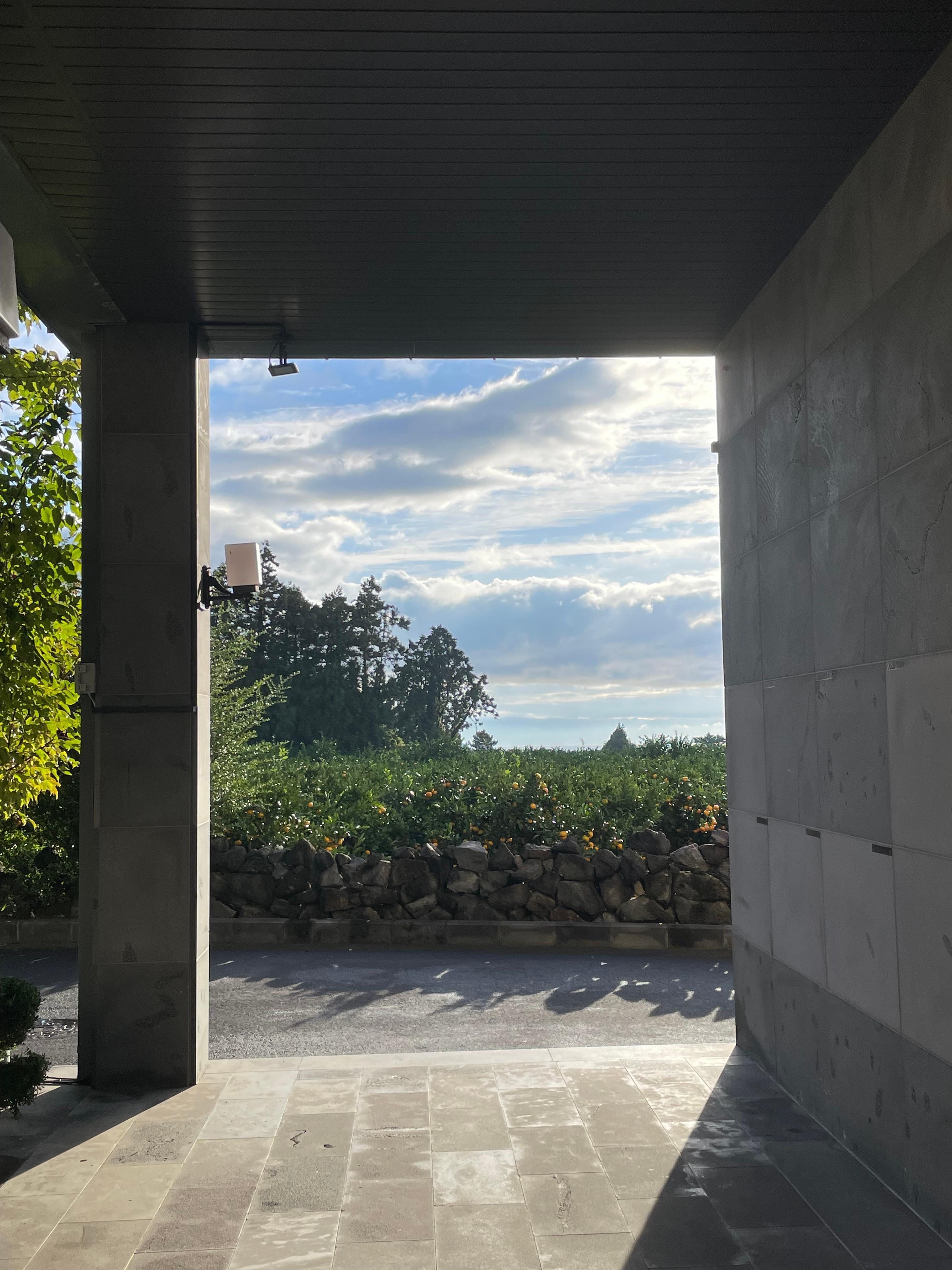 호텔 입구에서 찍은 감귤밭