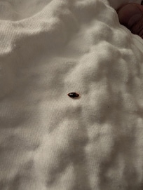 Bed bugs