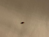 A live bed bug on top of the bed sheet