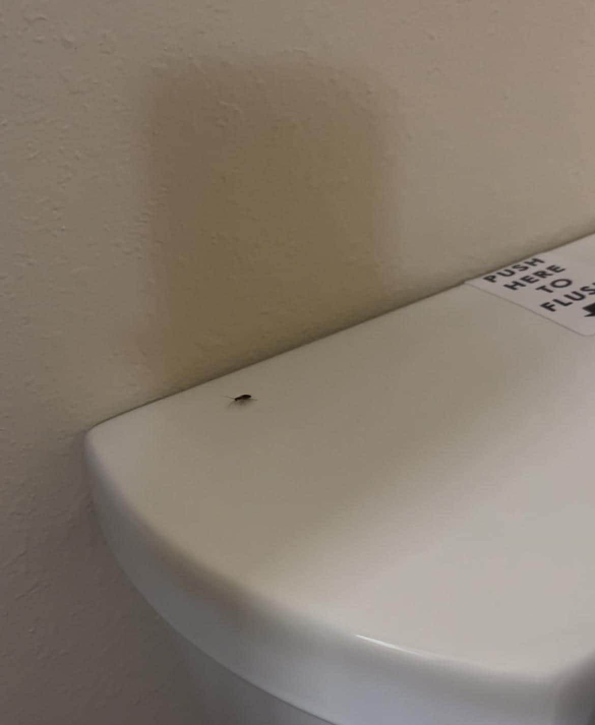 Roach crawling on the back of the toilet. 