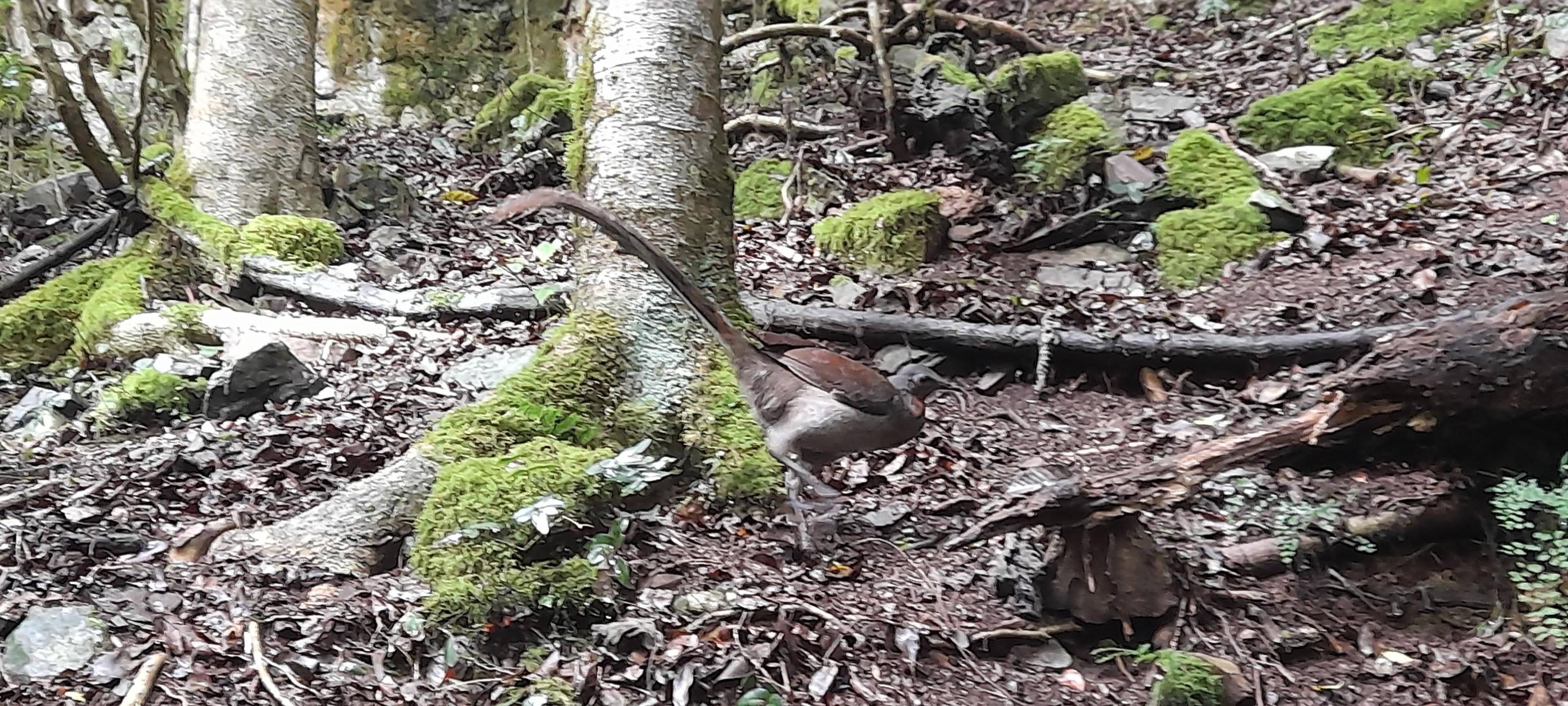 Lyre bird