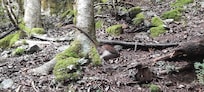 Lyre bird