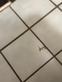 Broken tile on bathroom floor that you could cut your foot on if you weren’t careful