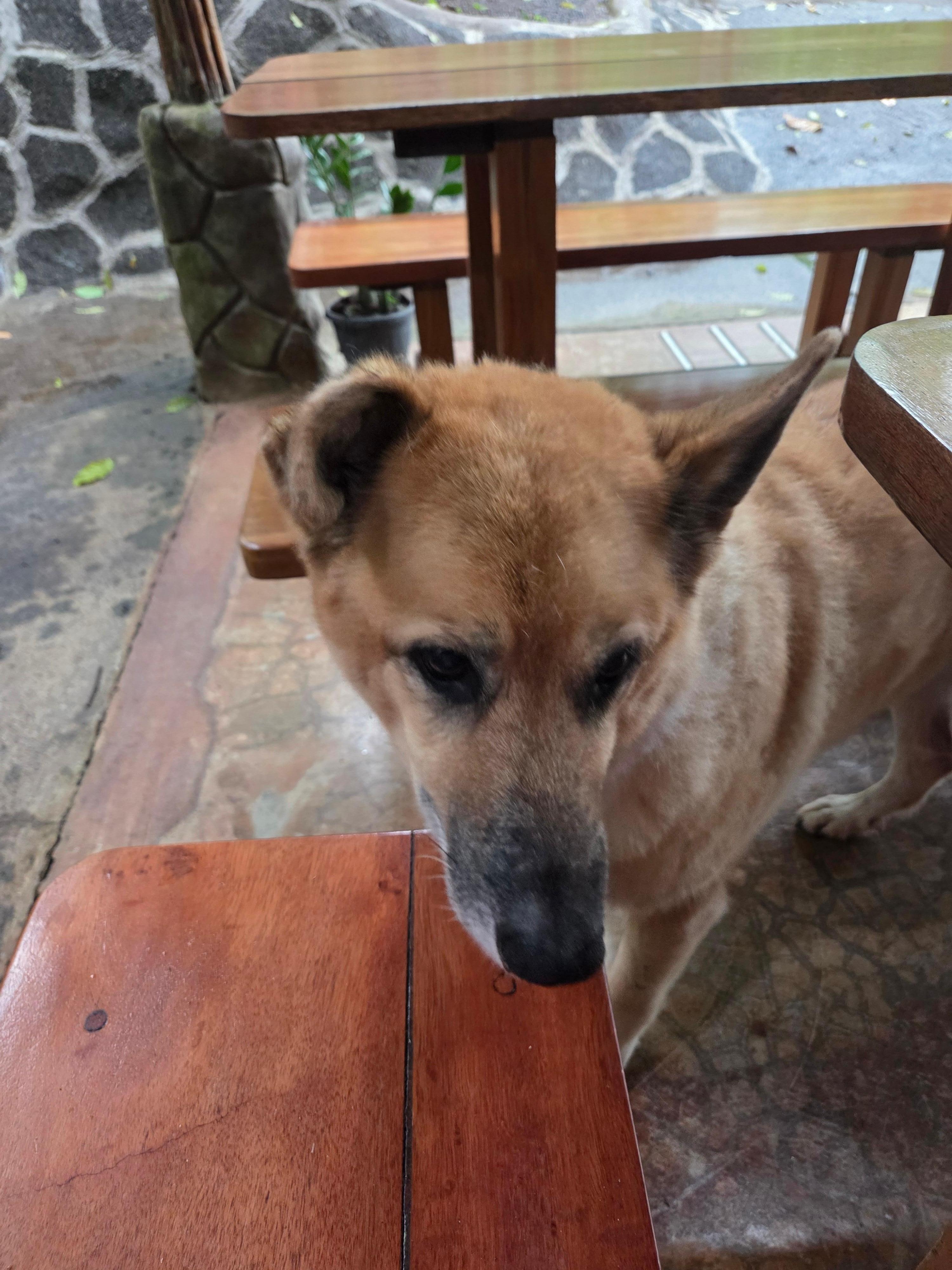 Our breakfast companion