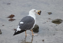 Yellow-footed Gull