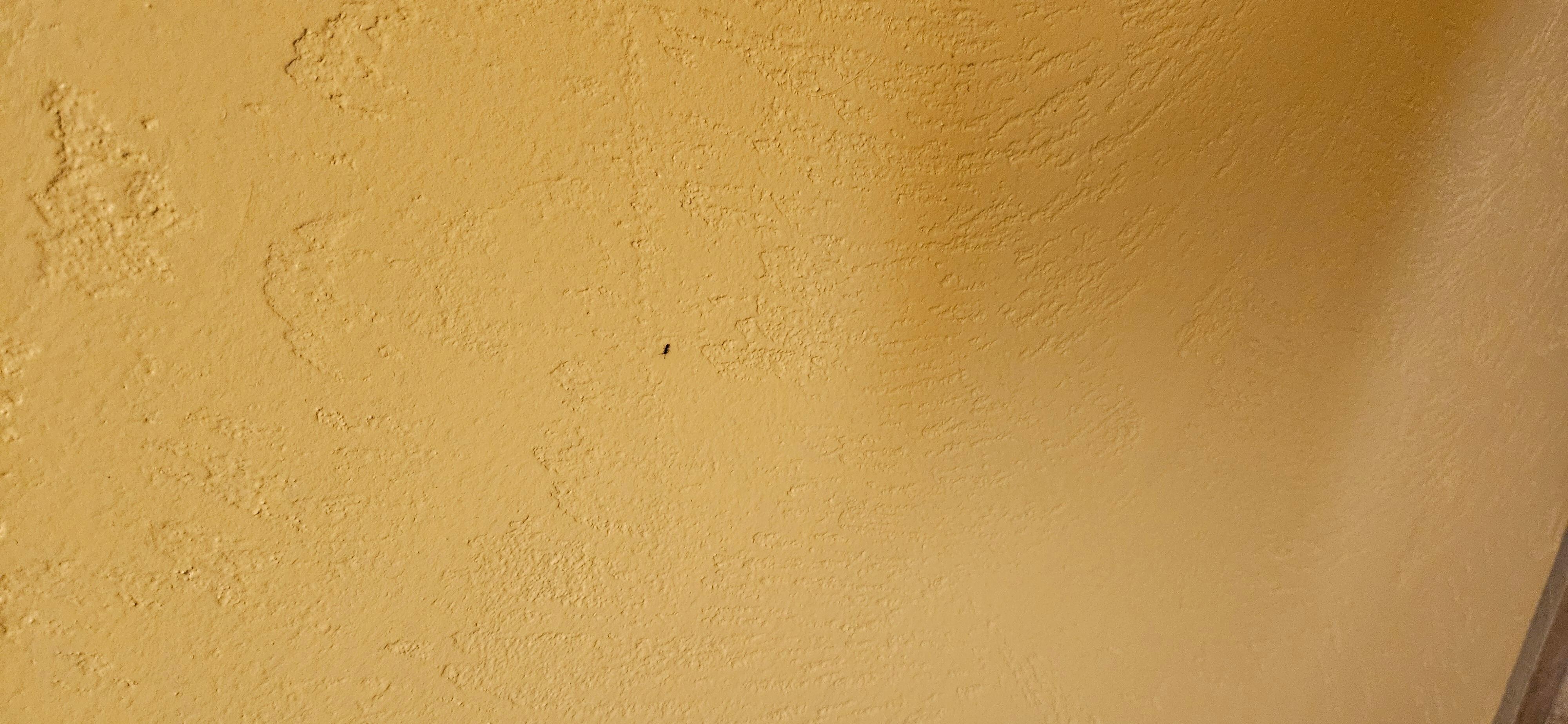 More ants