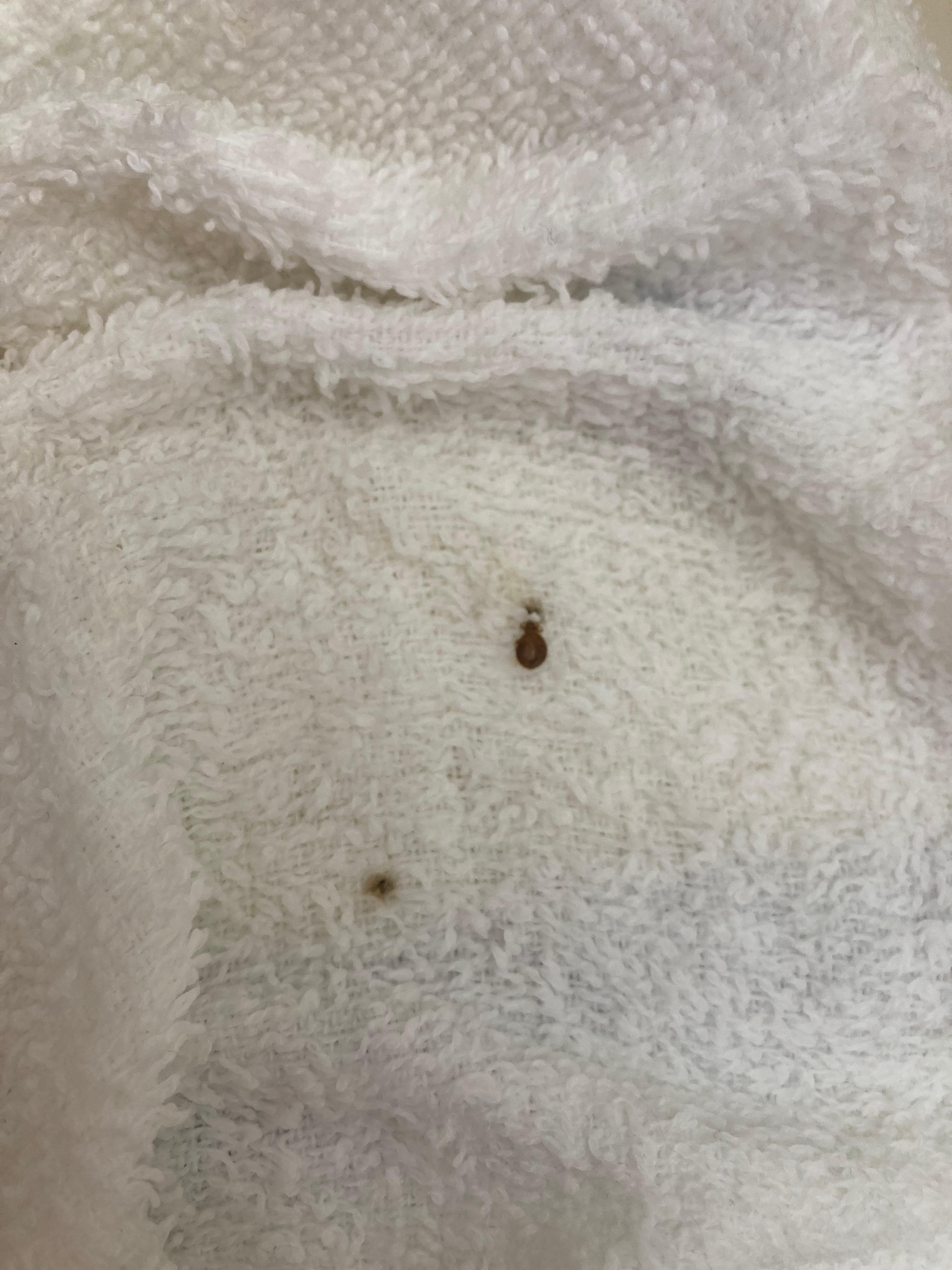Bed bug on a wash cloth