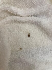 Bed bug on a wash cloth