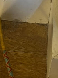 Visible dirt next to the bed.