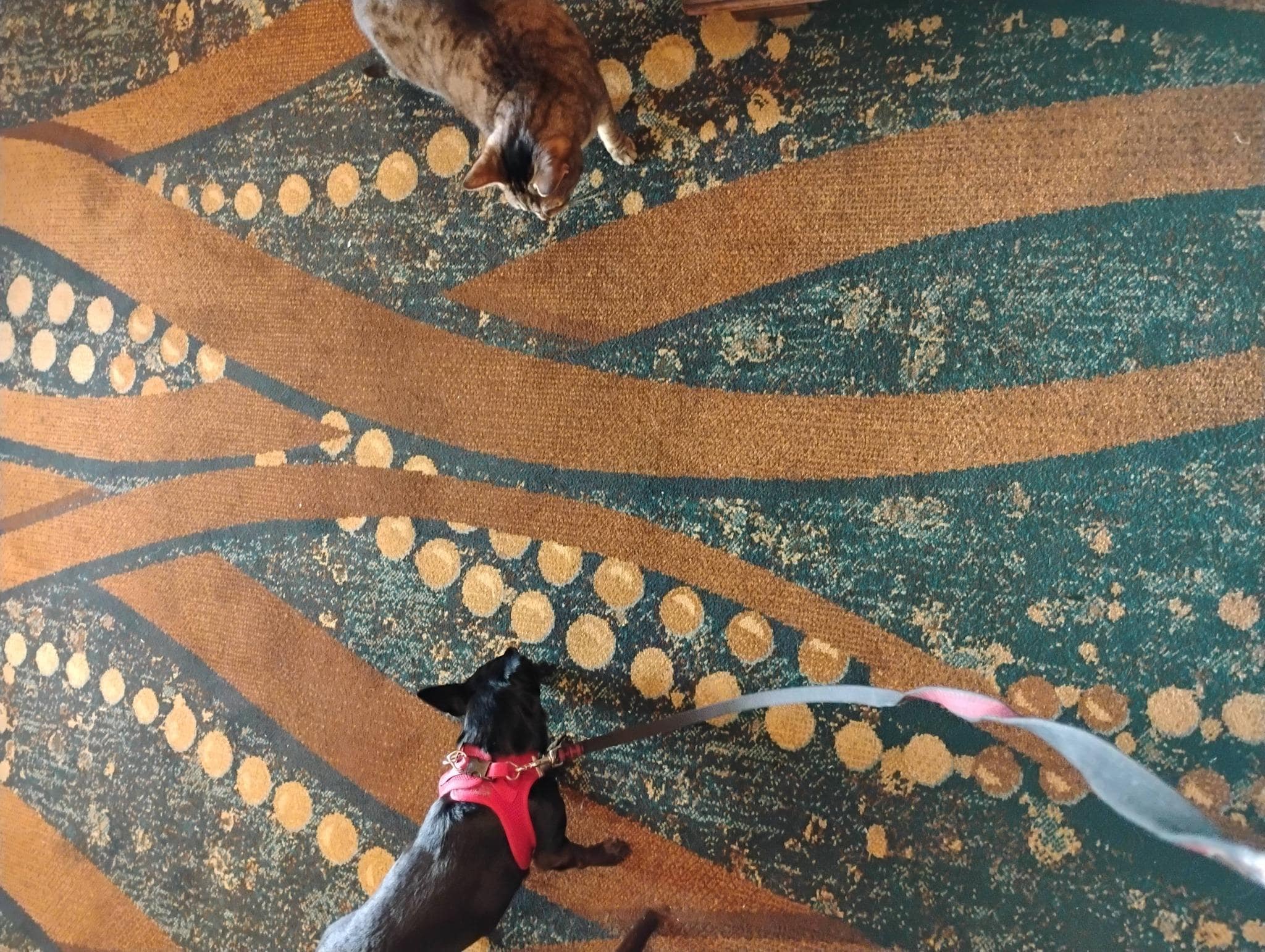 Skittles and Tiny Girl became friends, It was so endearing. 