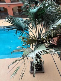 Plastc? Palms