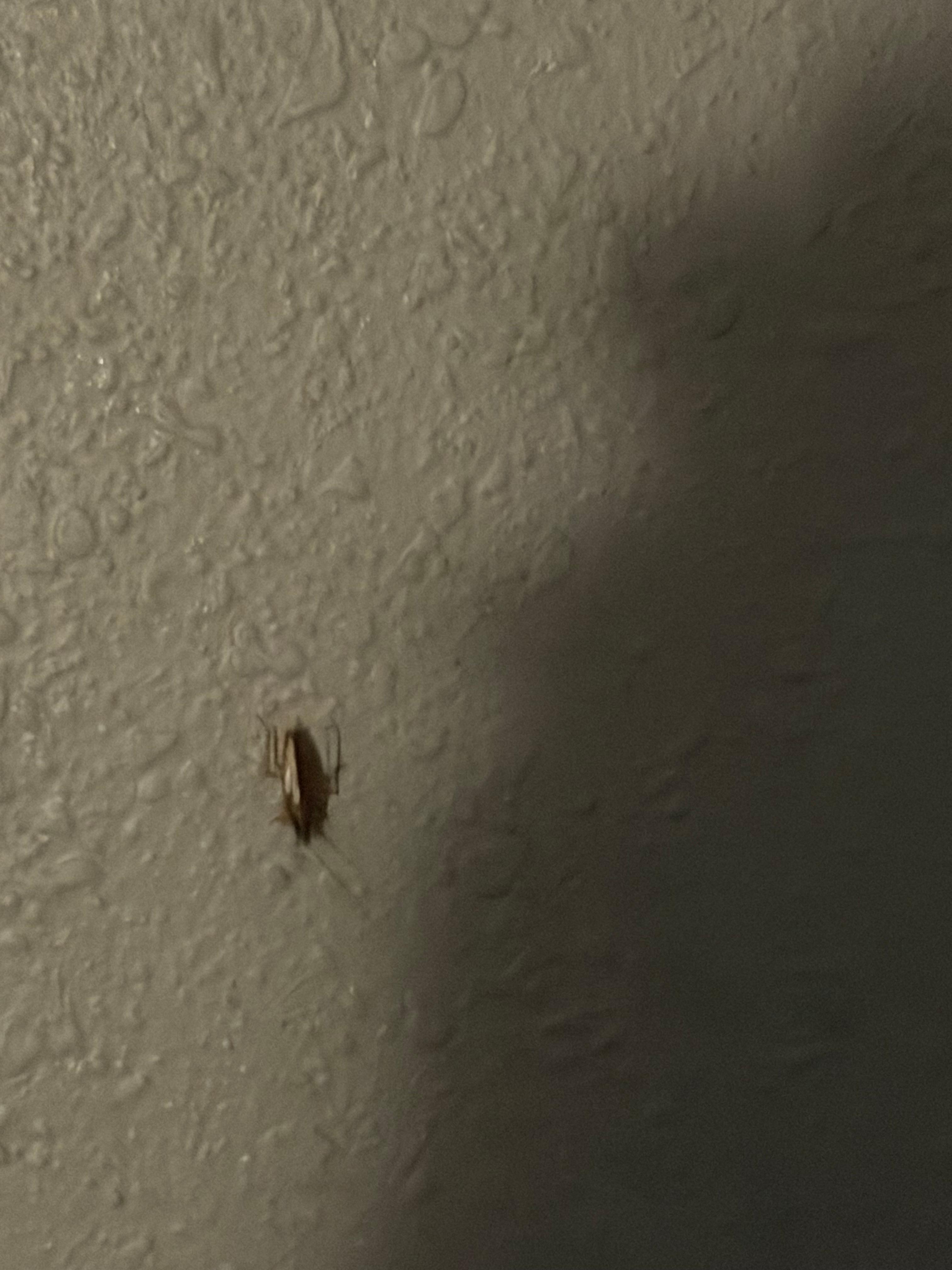 Bugs in room 