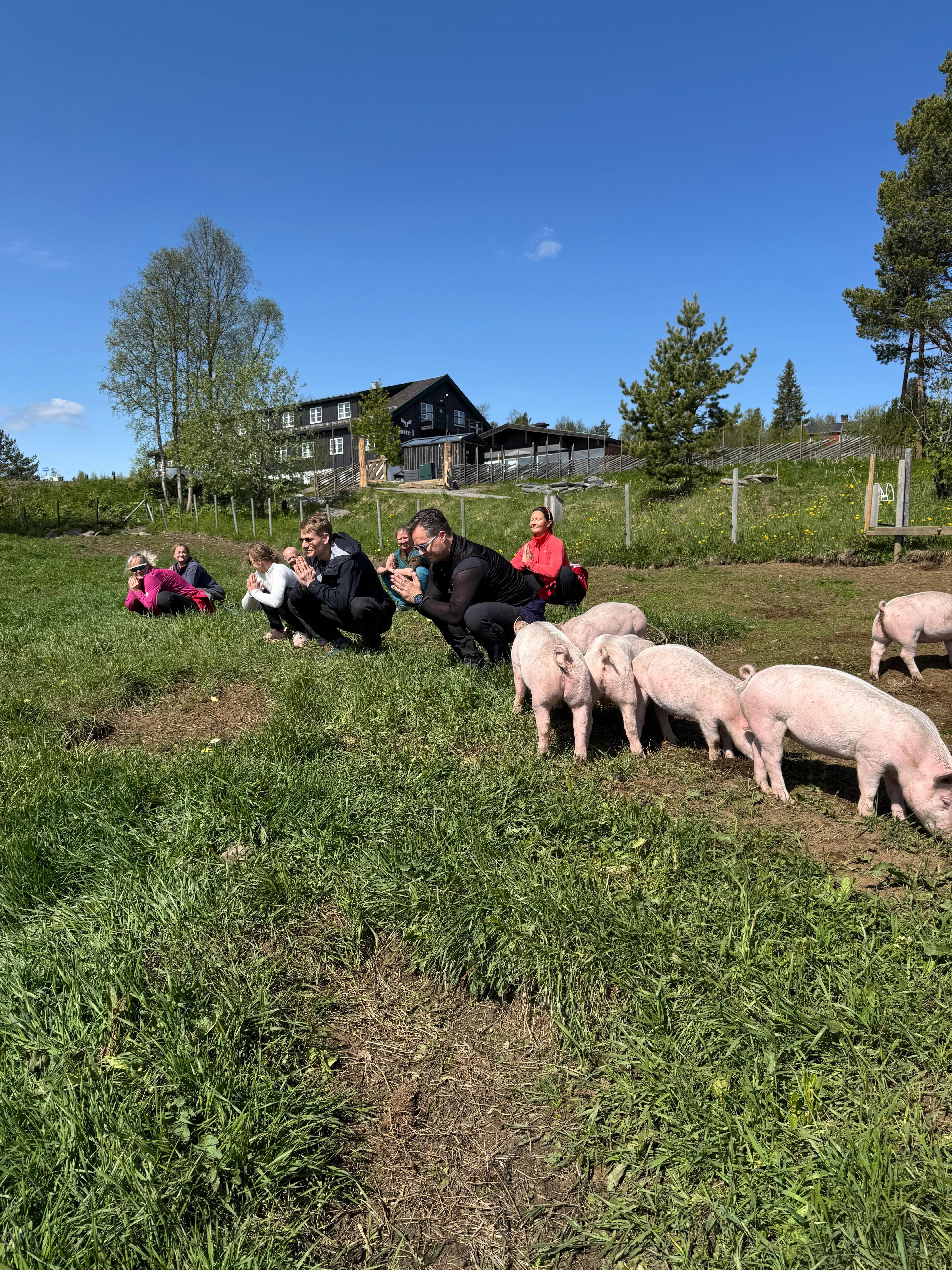 Yoga with free range pigs 