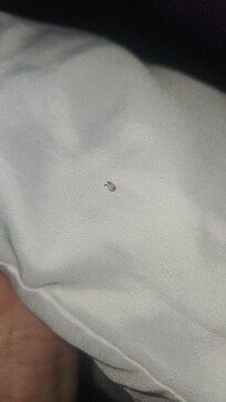 Bed bug shell on pillowcase