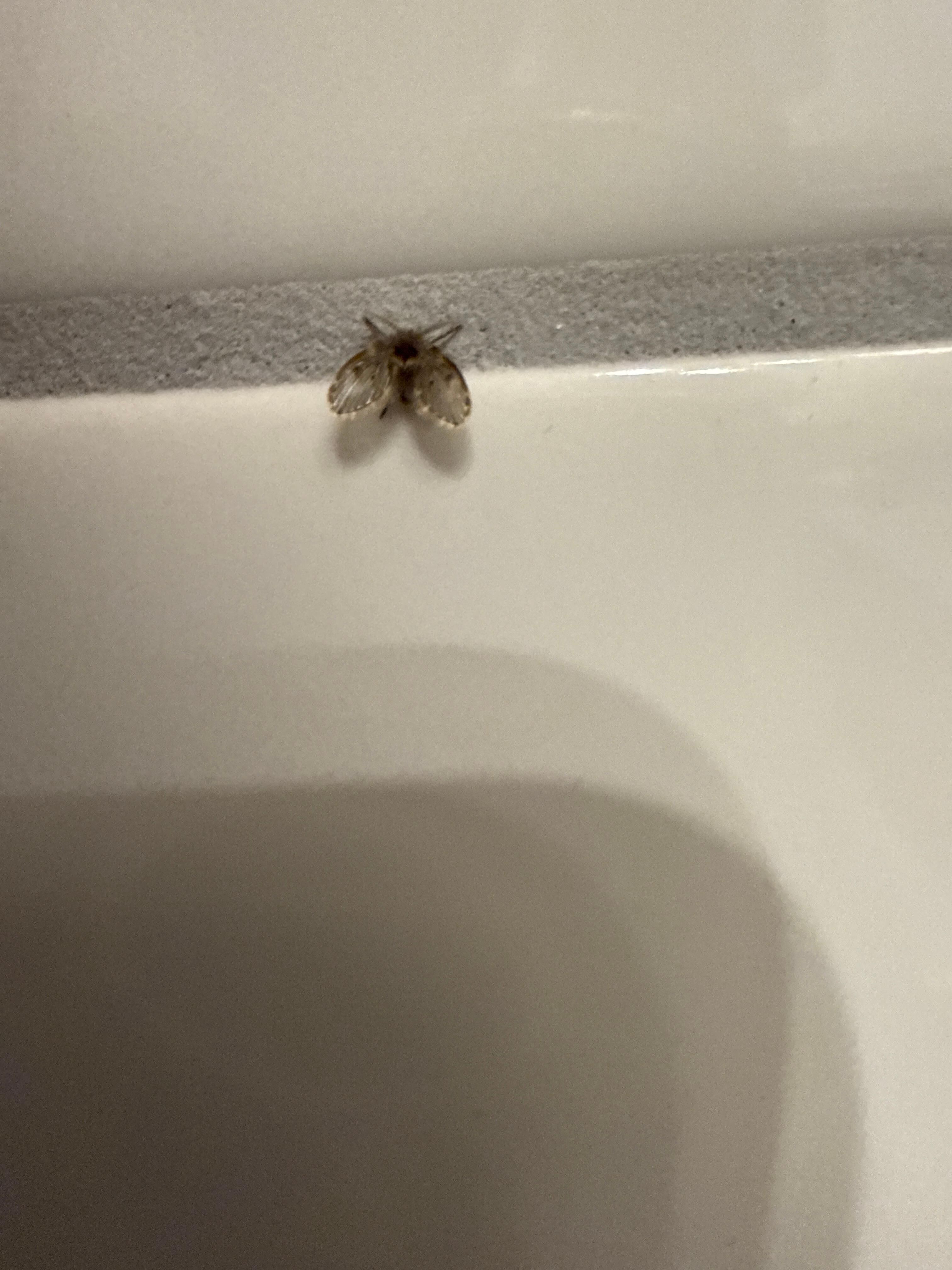 En av många flugor på toaletten som fick sätta livet till under två dygn