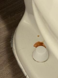 Appears to be poop, also wet brown spots on floor.
