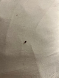 Two bedbugs on the pillow!!!!