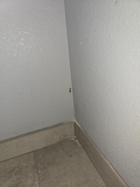 Bugs