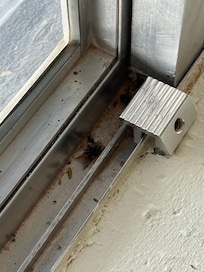 Insects on the window