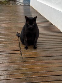A pousada é dos gatos! Super educados, não vão até o espaço do café da manhã. Ou seja, pode comer tranquilo! A pousada não tem cheiro de xixi nem nada disso. Muito pelo contrário, eu fiquei pensando onde estaria a caixinha de areia deles.