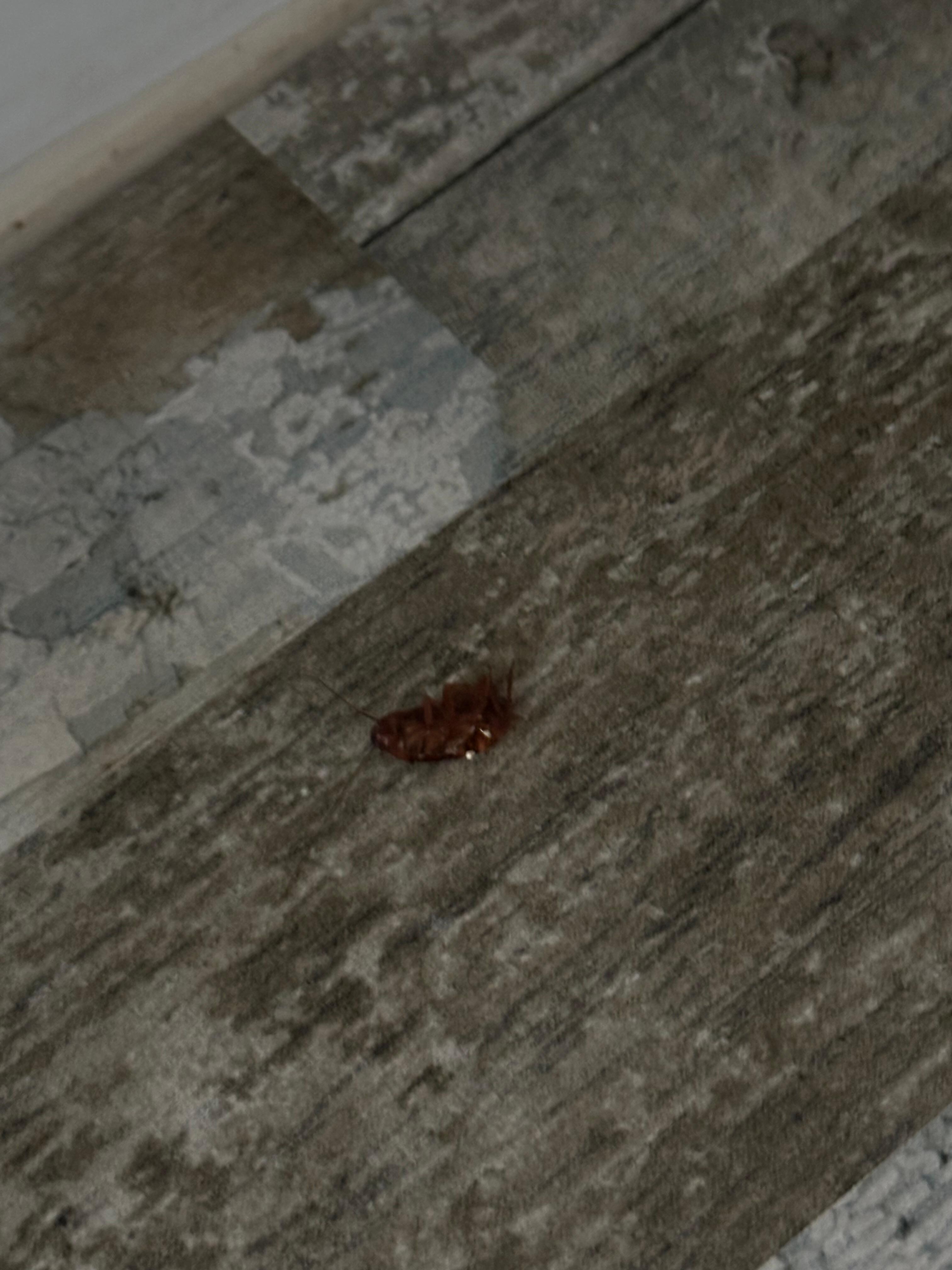 Cockroach!