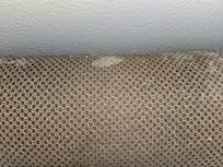 Mold all over the couch.