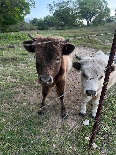 Leche and Cookies and Cream-ready for snacks!