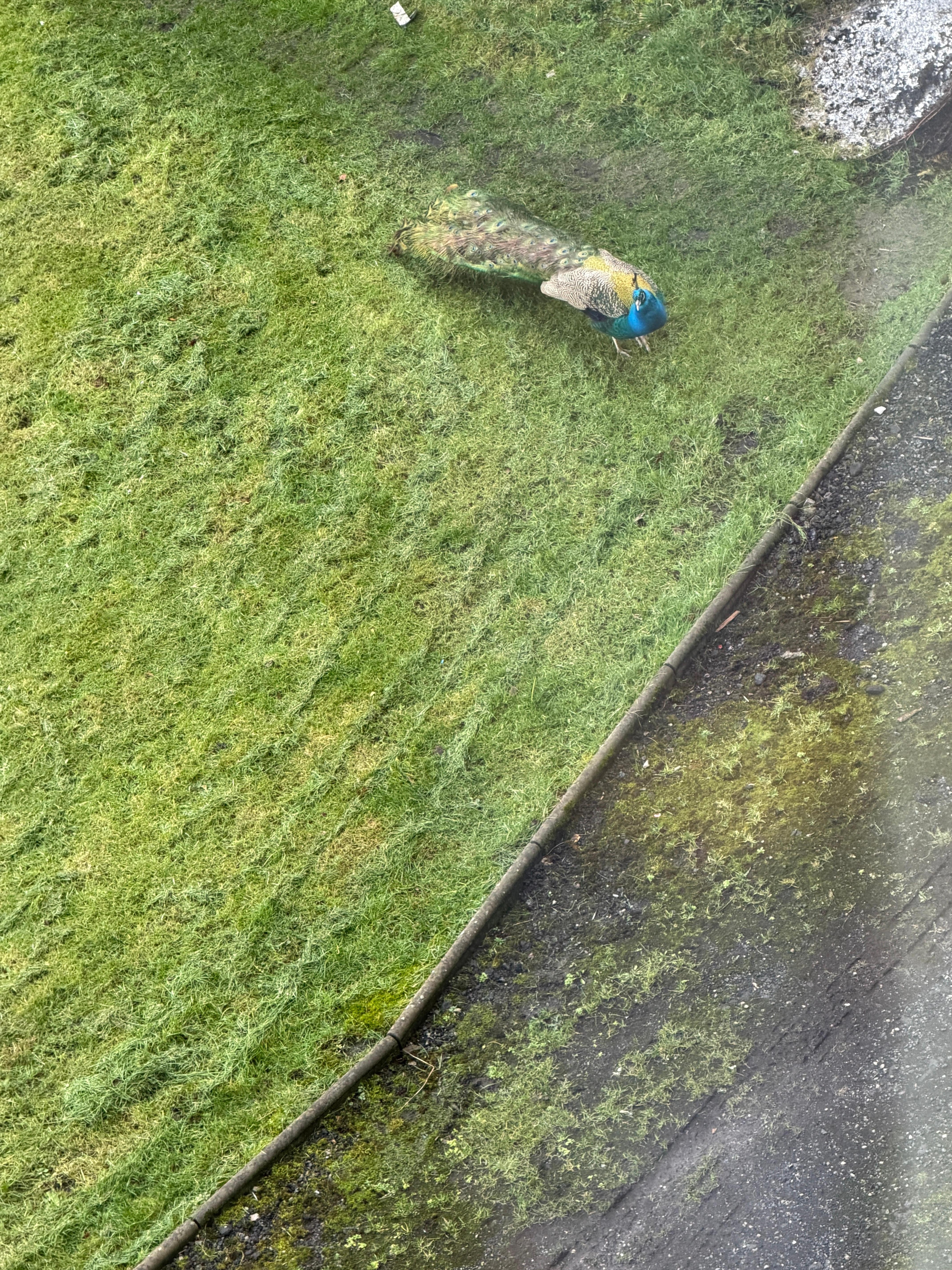 The hotel has a peacock!