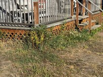 One example of the overgrown yard