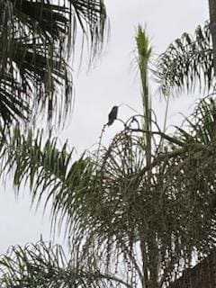 Hummingbirds in December 