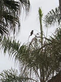 Hummingbirds in December
