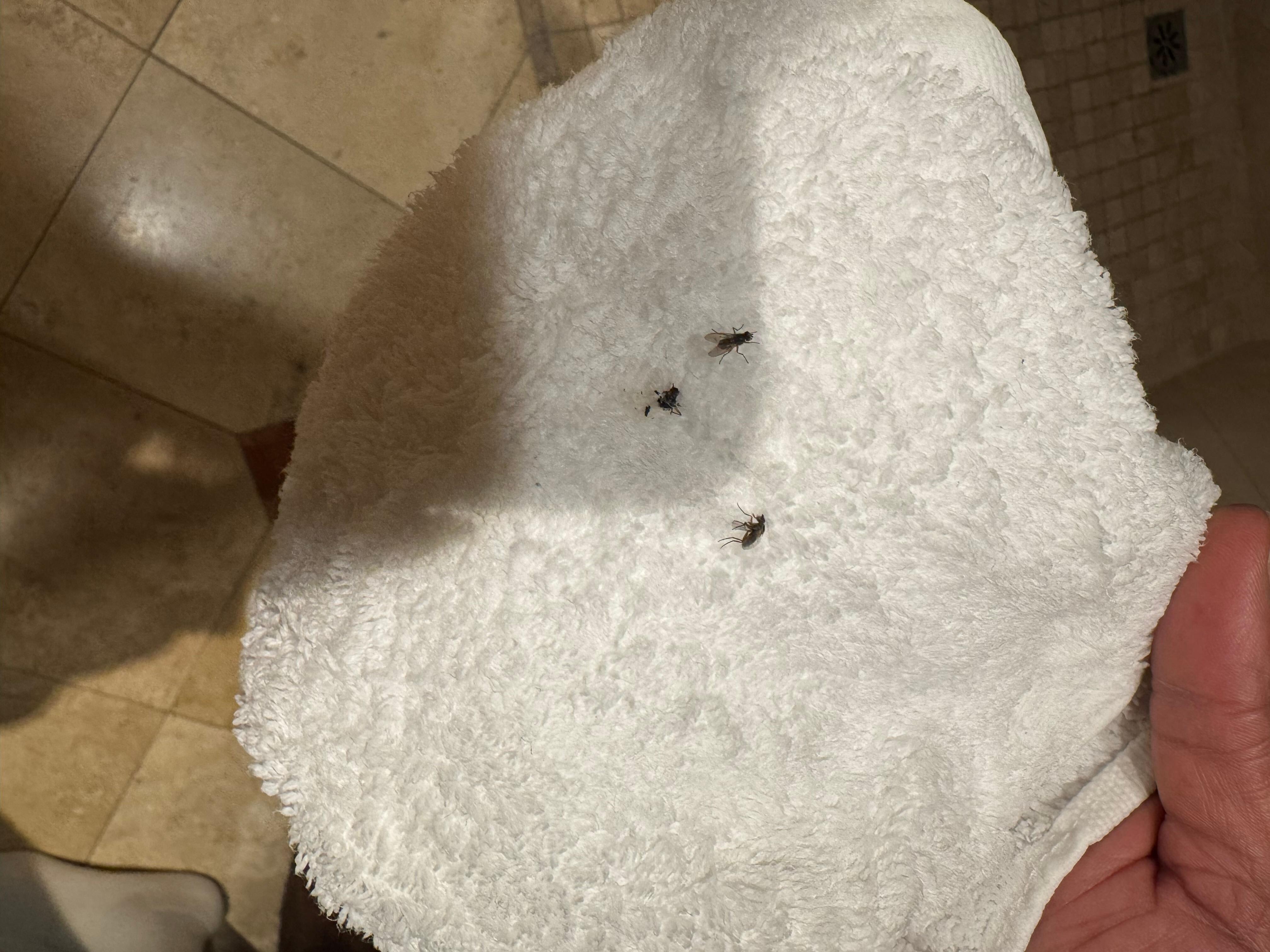 A few of the flies we killed- plus more gnats all over the drapes.