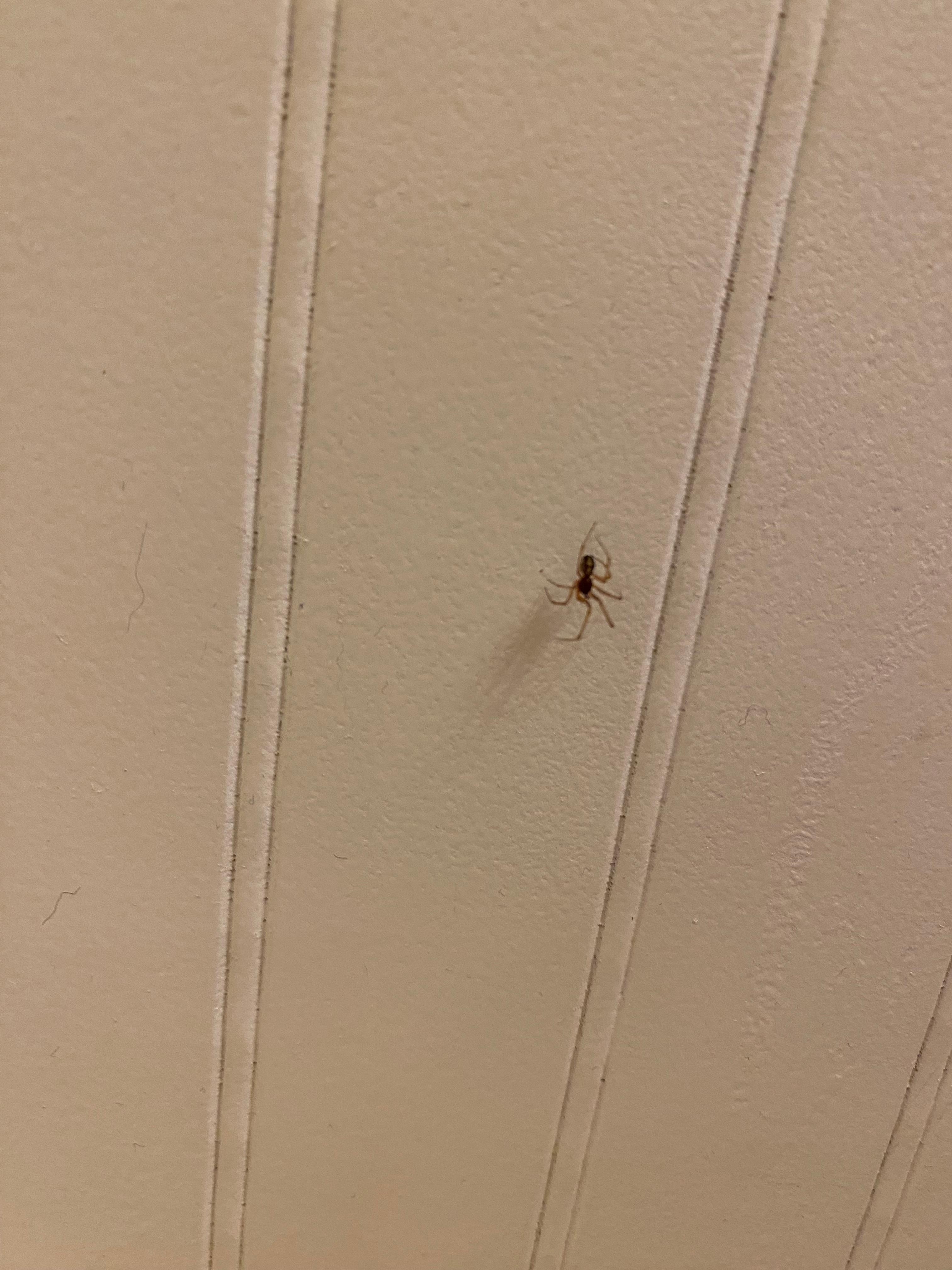 So many tiny spiders